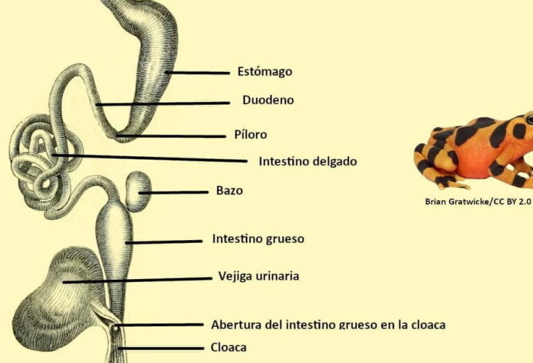 Anatomía De La Cloaca En Reptiles: Variaciones Y Funciones