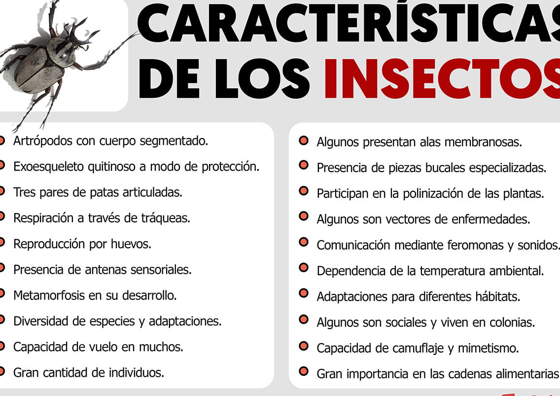 Importancia Del Exoesqueleto Quitinoso En Las Hormigas